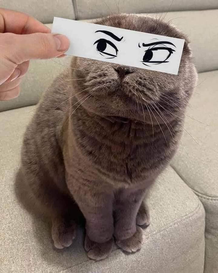cat6
